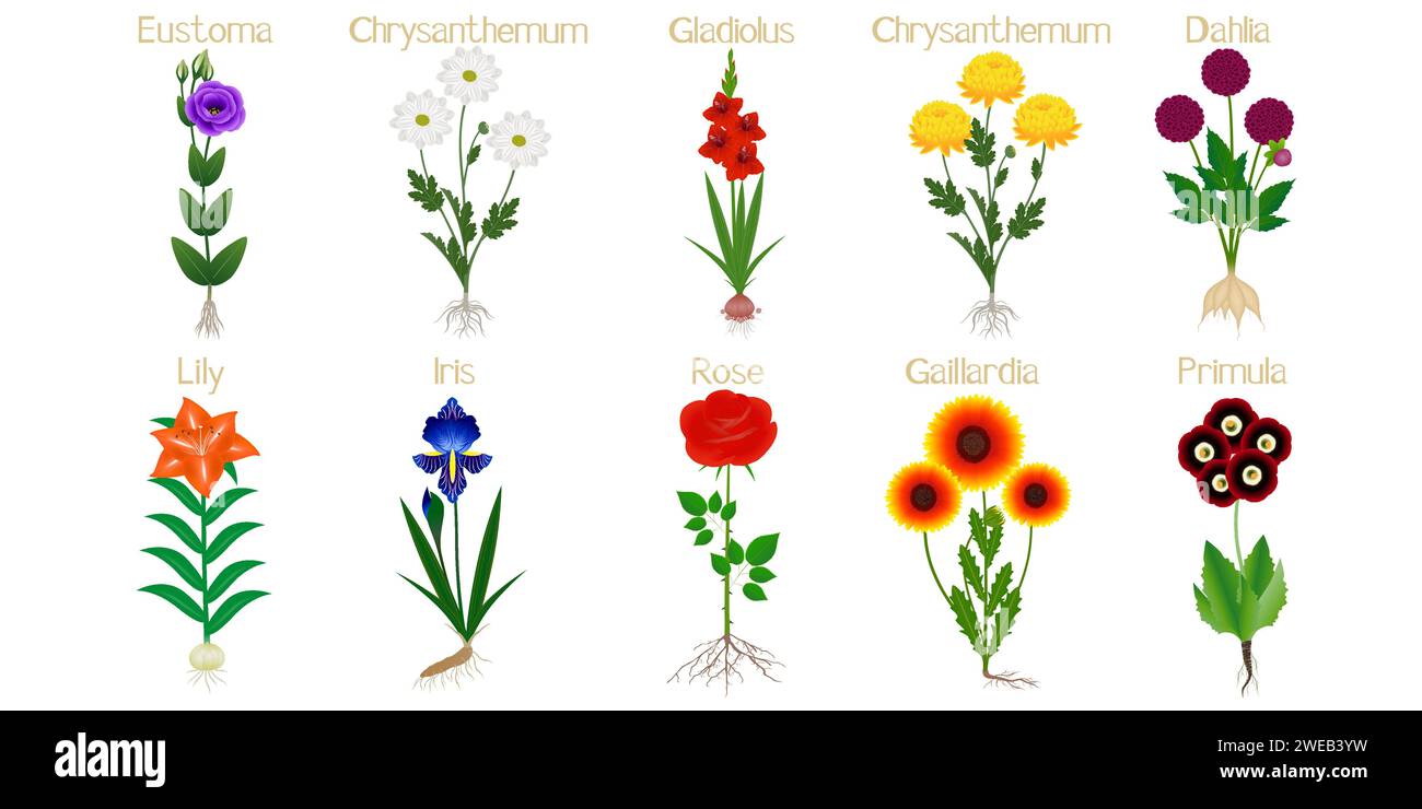 Set of flowers with roots on a white Stock Vector Image & Art - Alamy