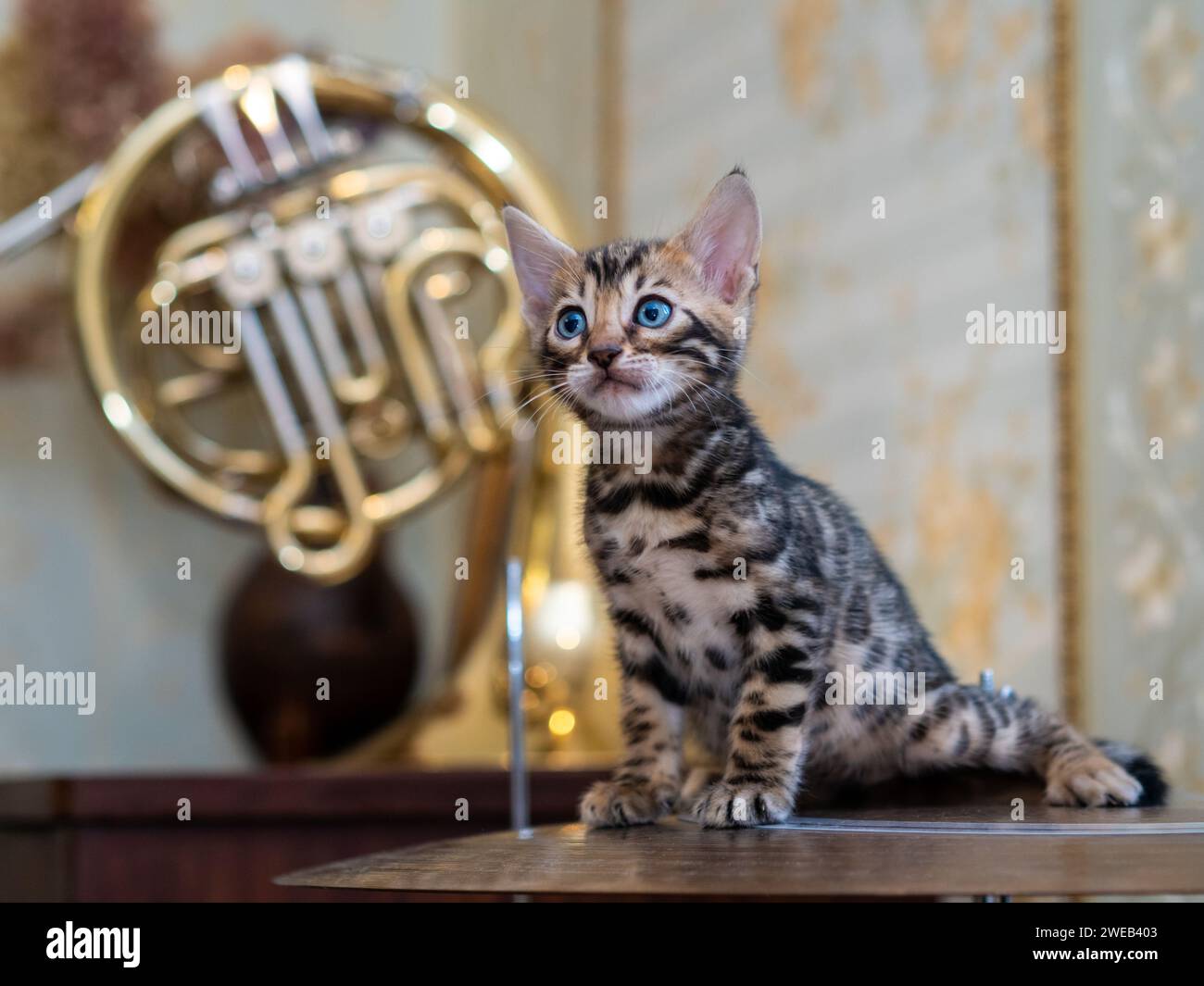 Bengal kitten sits on the background of the trumpet of a musical ...