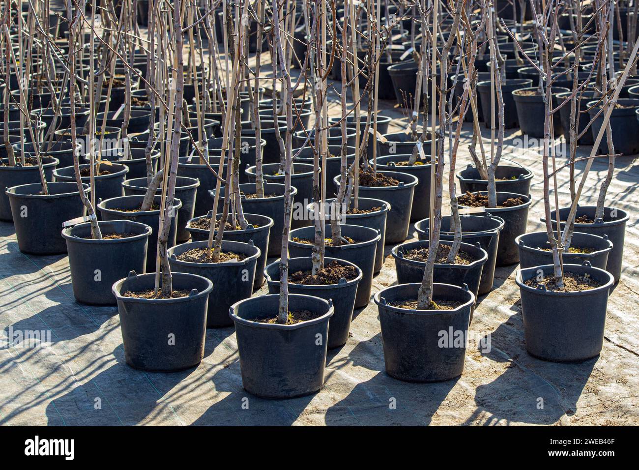 Pear seedling hi-res stock photography and images - Alamy