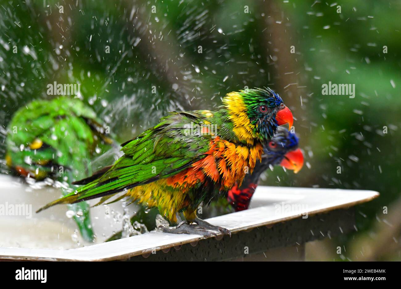 Marigold Lorikeet shower:) JBP memories Lory Loft Stock Photo - Alamy