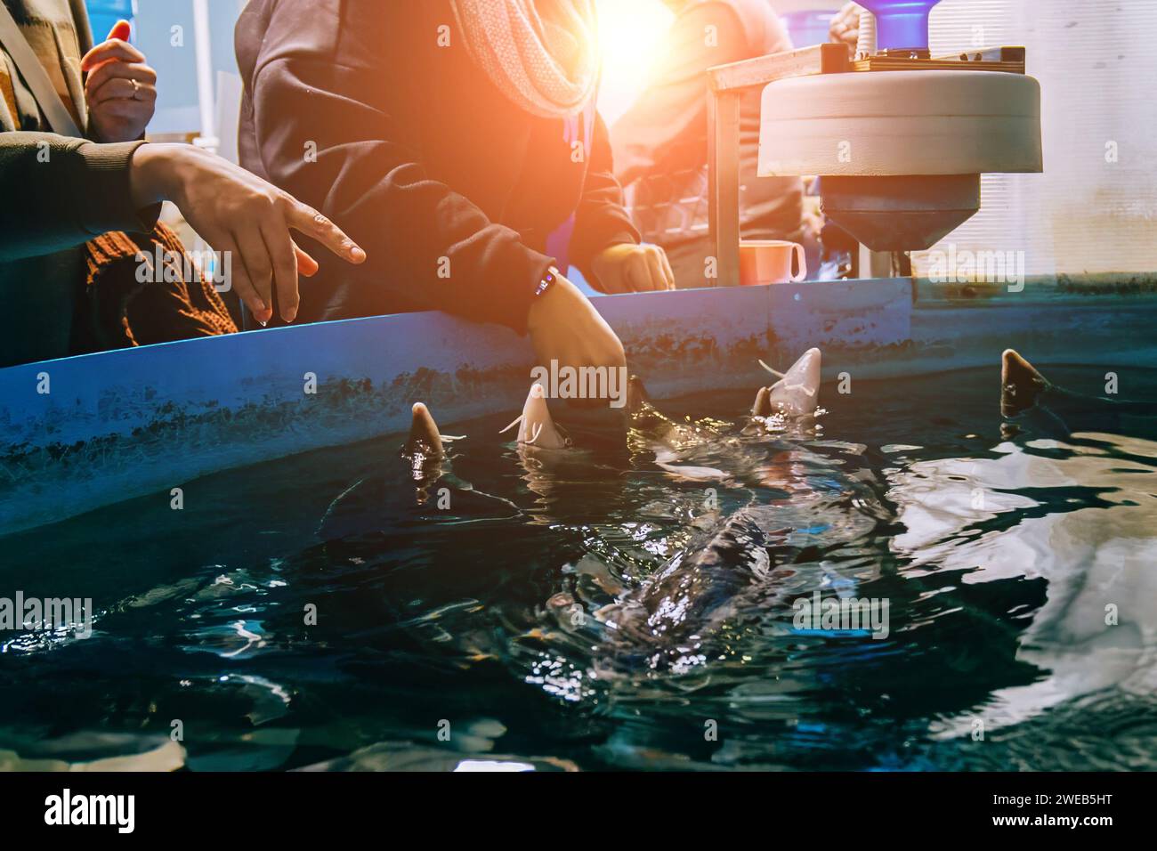 Close up hand feeding fish hi-res stock photography and images - Alamy