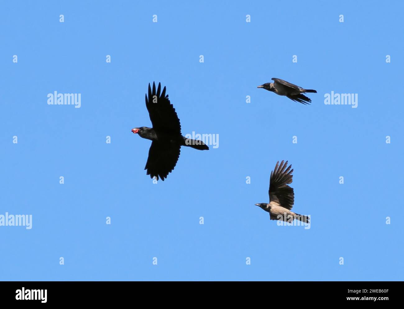 Common raven and Hooded crows, Kolkrabe, Grand Corbeau, Corvus corax ...