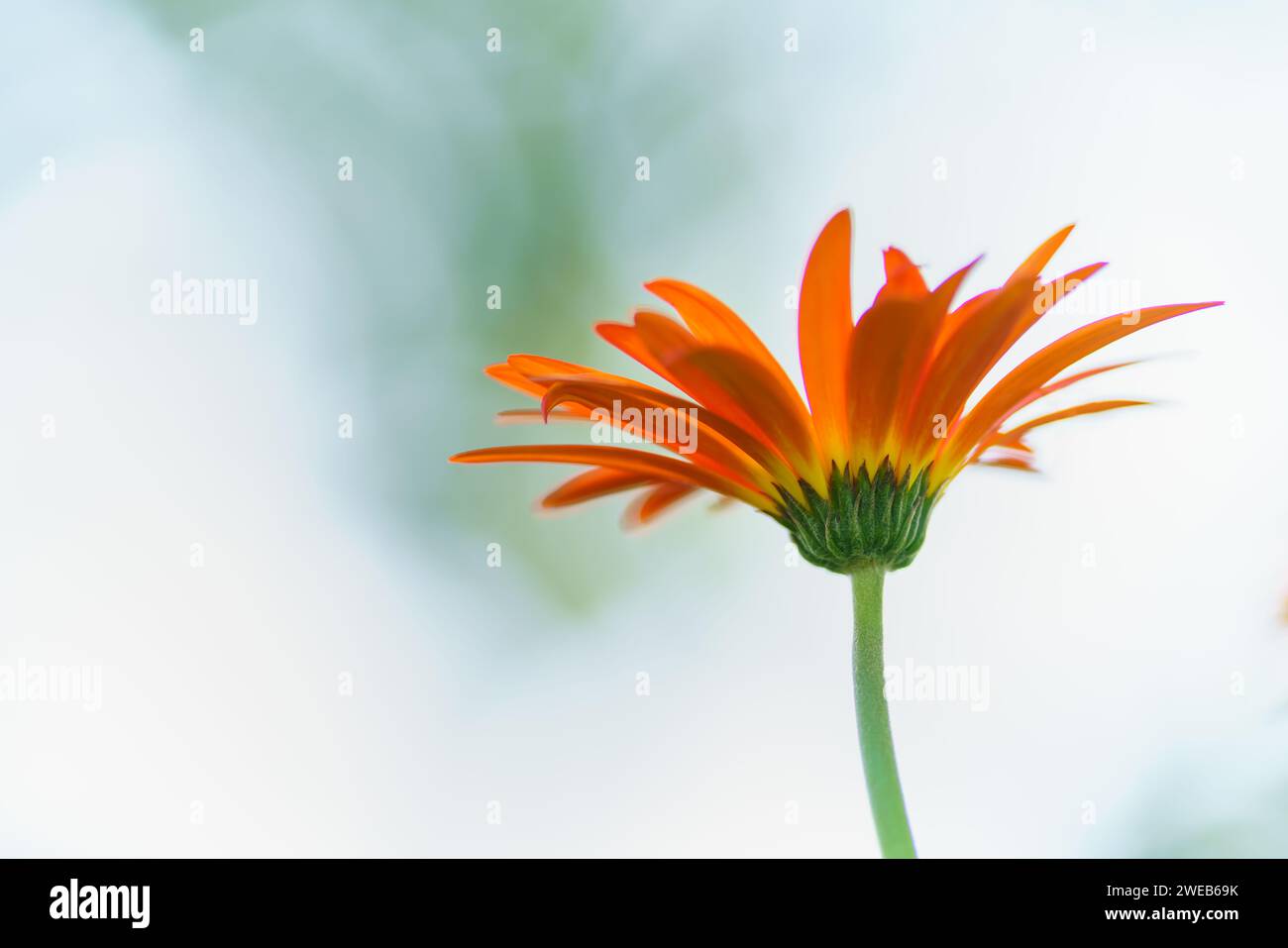Closeup of orange Gerbera flower under sunlight using as background ...