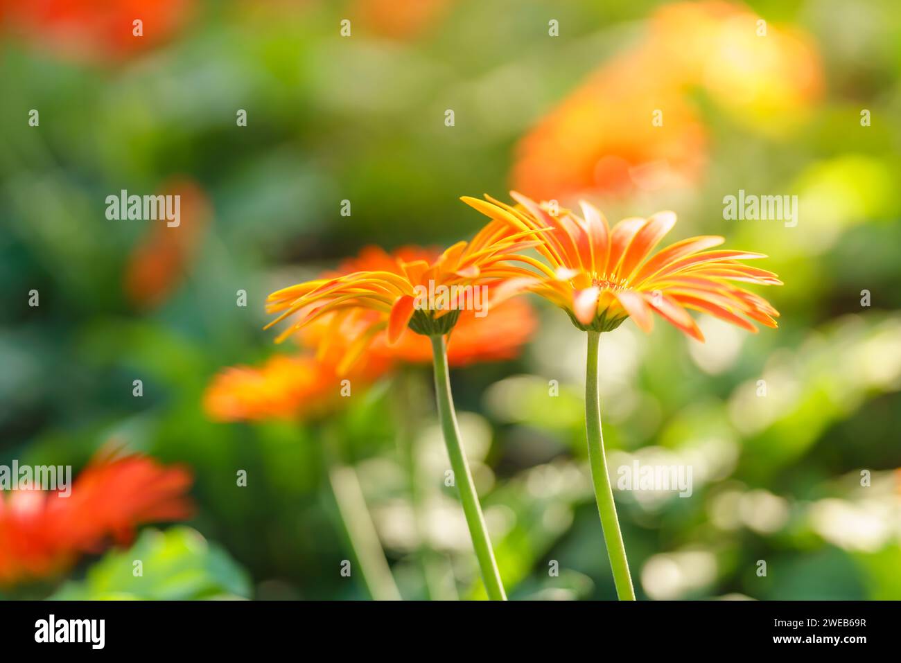 Closeup of orange Gerbera flower under sunlight with green nature using ...