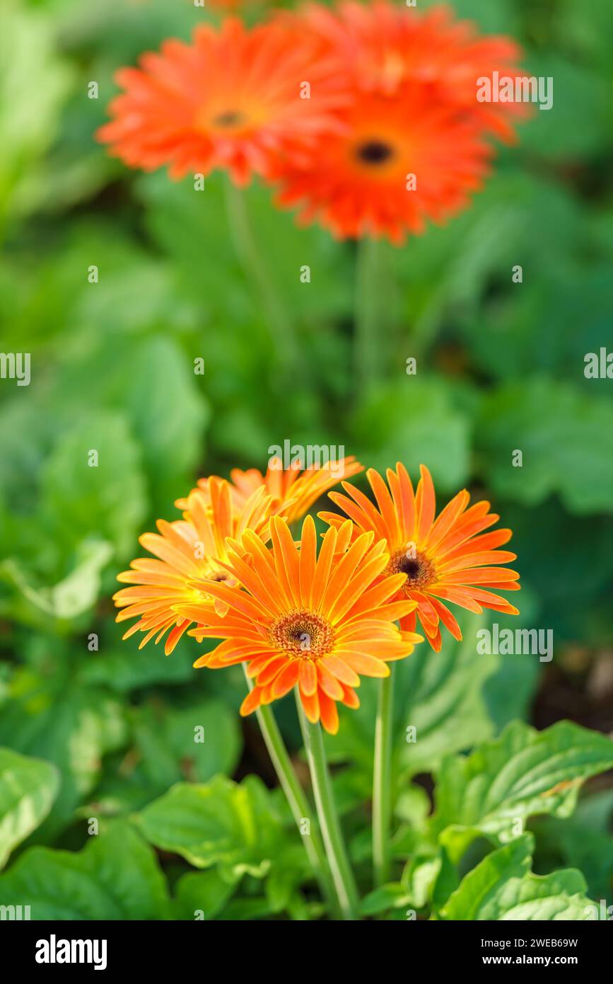 Closeup of orange Gerbera flower under sunlight with green nature using ...