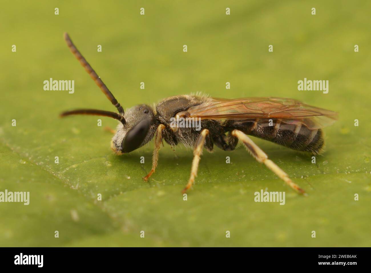 Natural closeup on a small male Common bronze furrow bee, Halictus ...