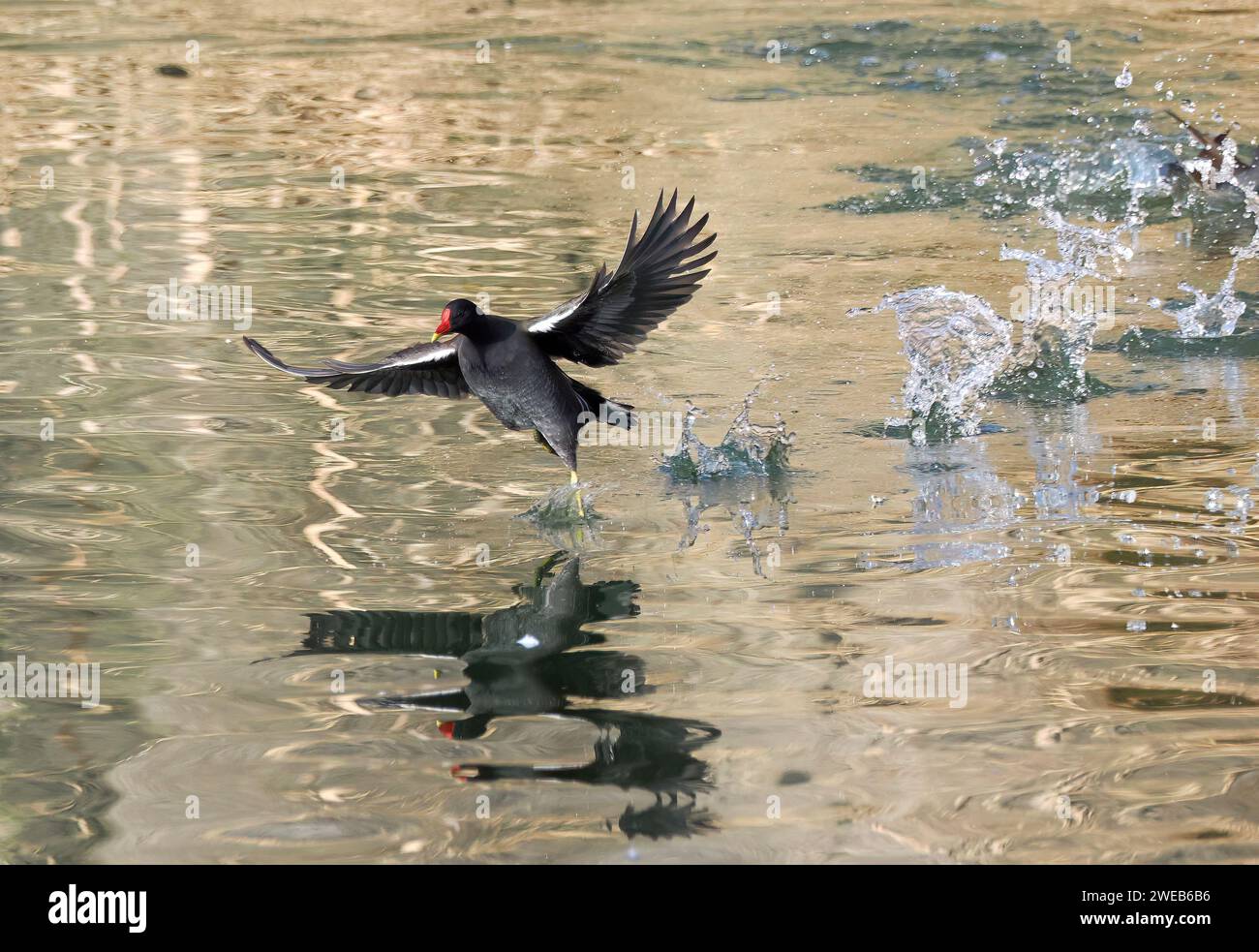 Common moorhen, waterhen or swamp chicken, Teichralle, Gallinule poule ...
