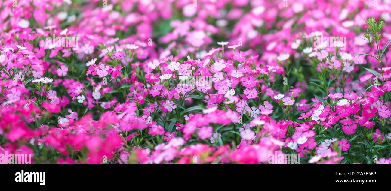 Closeup of pink and white Dianthus flower under sunlight using as ...