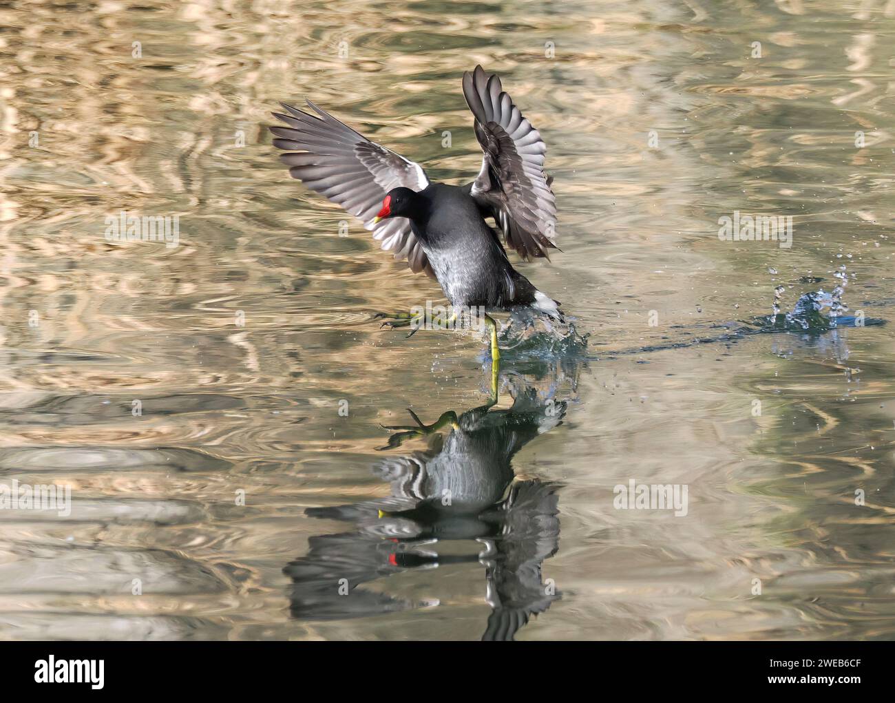 Common moorhen, waterhen or swamp chicken, Teichralle, Gallinule poule ...