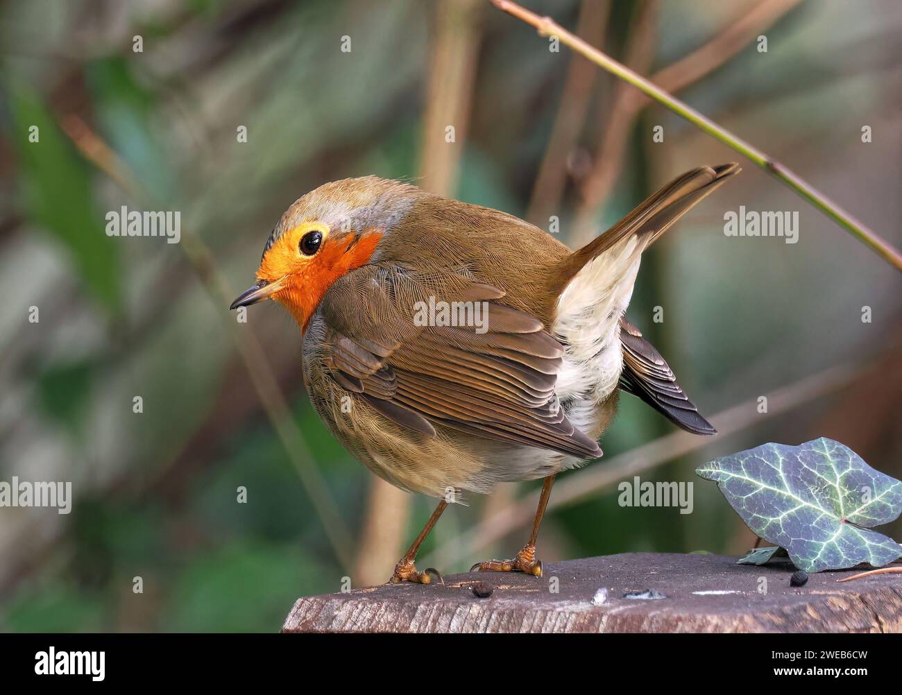 European robin, robin or robin redbreast, Rotkehlchen, Rouge-gorge ...