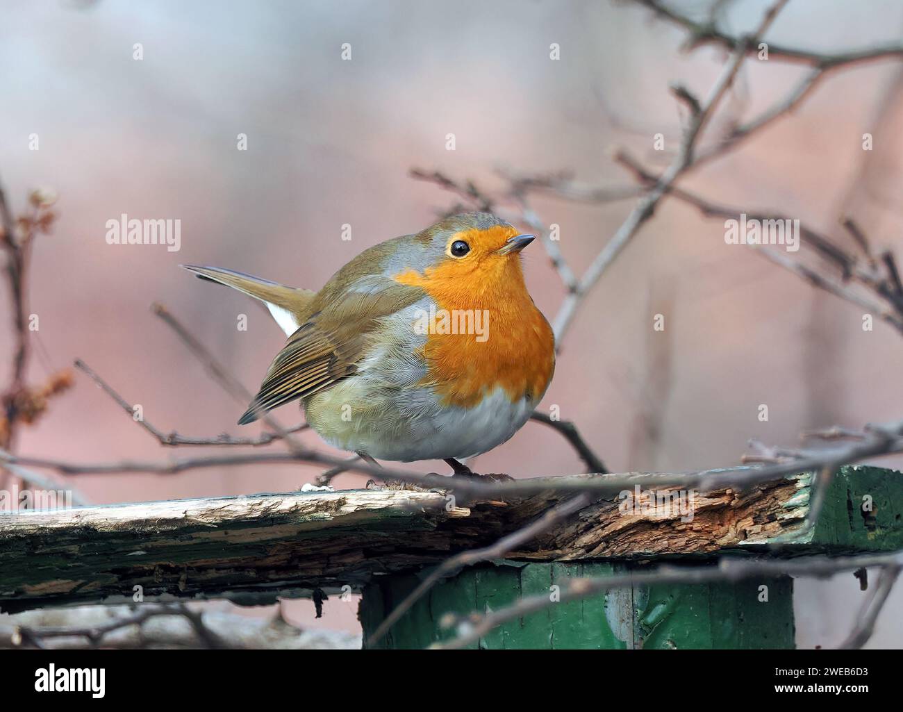 European robin, robin or robin redbreast, Rotkehlchen, Rouge-gorge ...