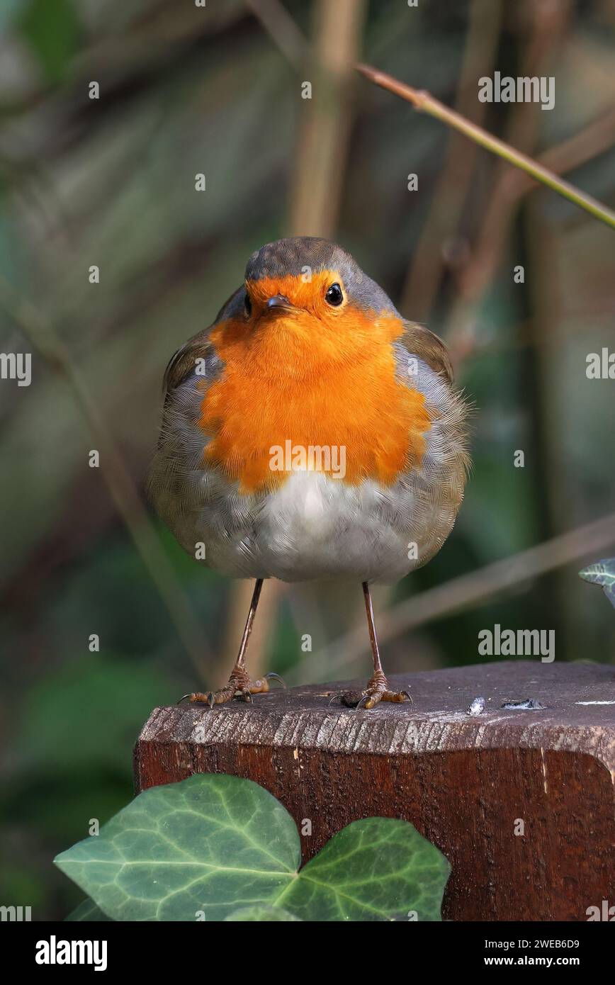 European robin, robin or robin redbreast, Rotkehlchen, Rouge-gorge ...