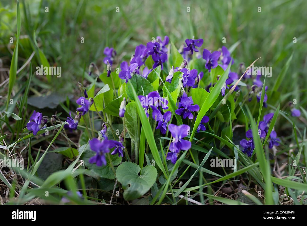 Herbcraft hi-res stock photography and images - Alamy