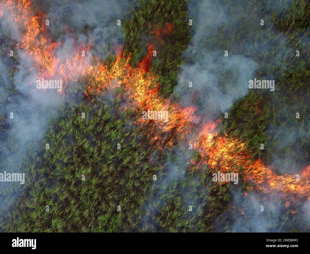 Sugar Cane Fields Burning before Harvesting Stock Photo - Alamy