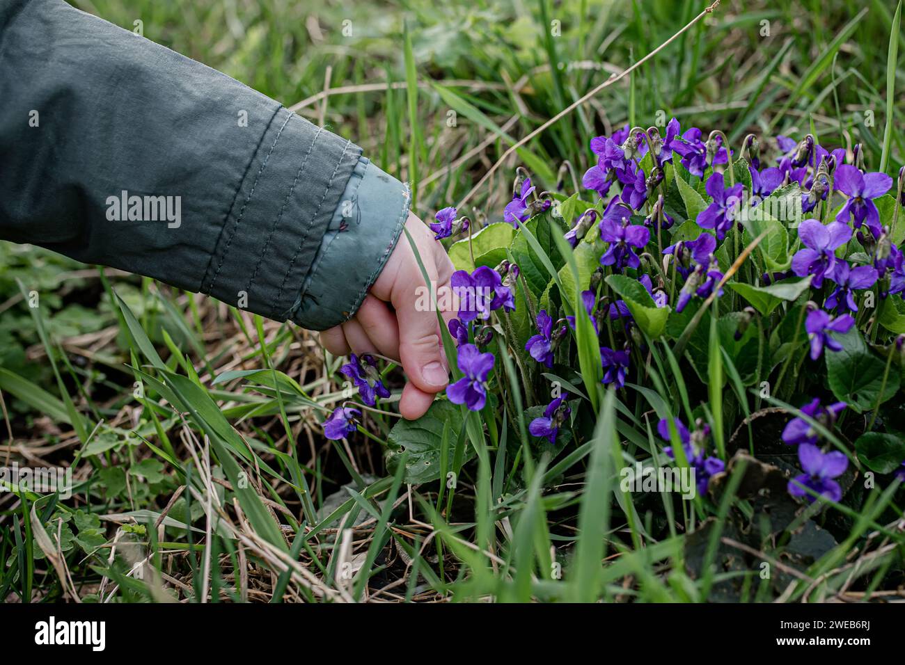 Viola odorata , wood violet, sweet,English,common violet,florist's ...