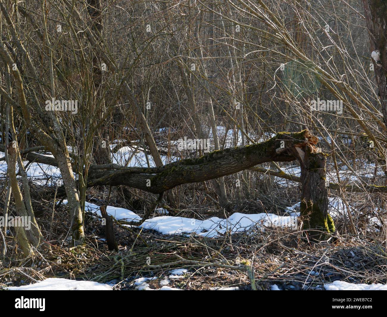 Old tree broken by the wind in the forest. Old spring forest with snow ...