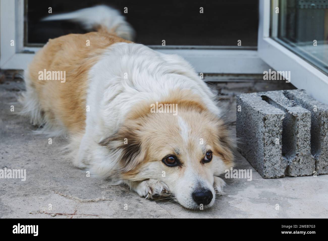 Red mongrel dog. Homeless animal. A furry pet. A guardian of the house ...