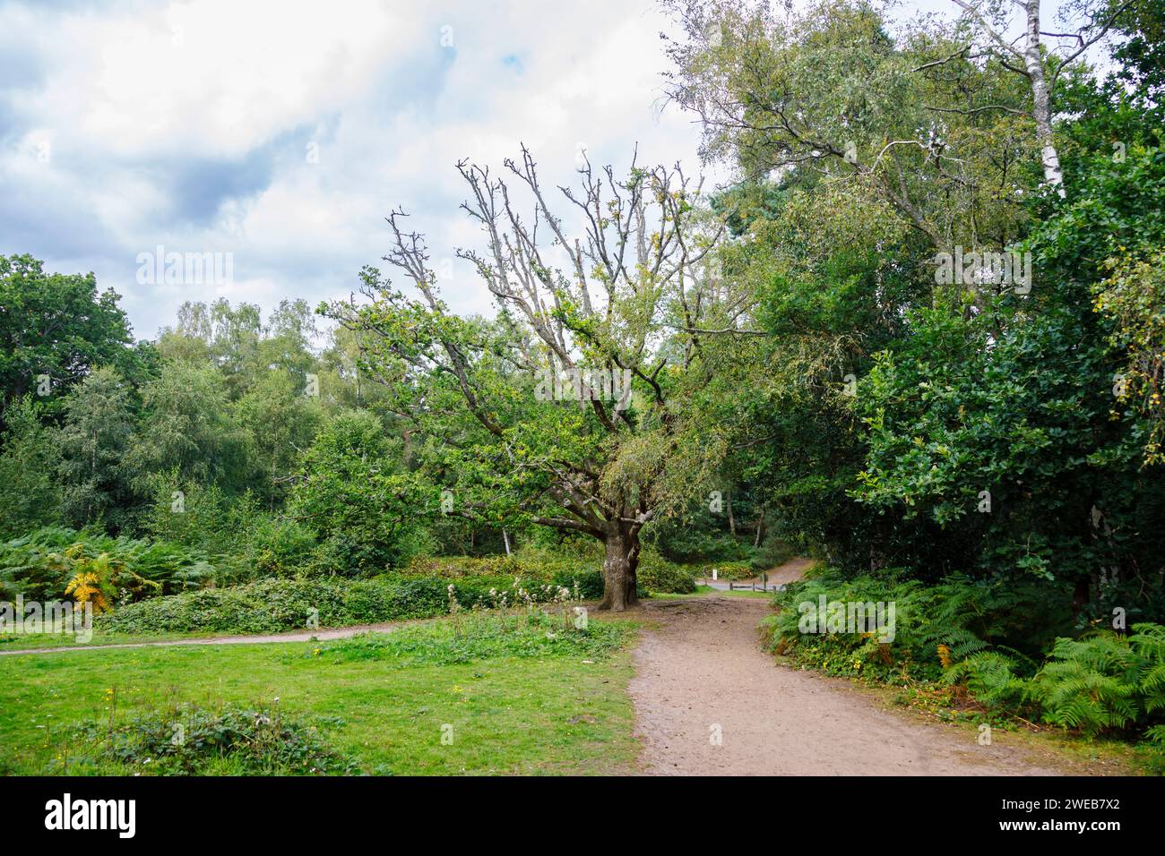 A distressed and dying mature oak tree (Quercus robur) growing by a ...