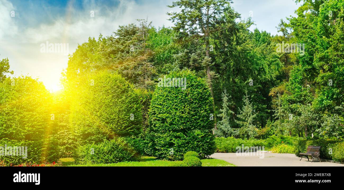 Hedges and ornamental shrub in a summer park. Wide photo Stock Photo ...