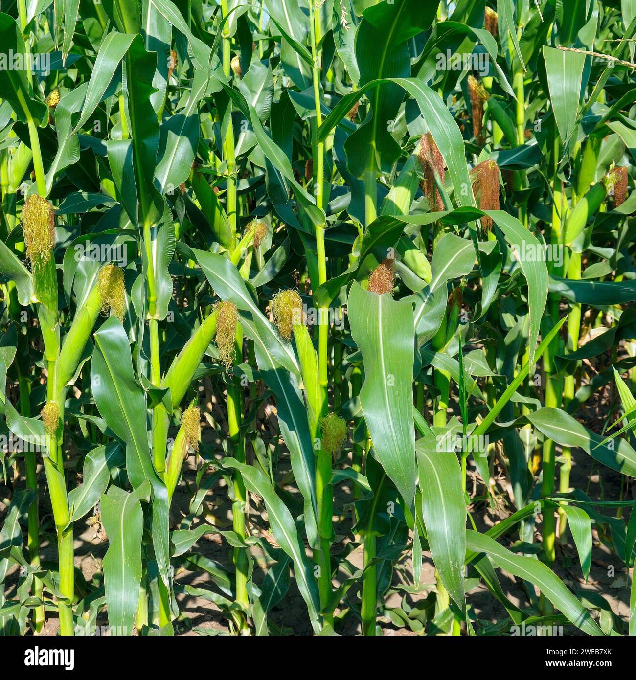 Beautiful background of green stalks and corn cobs. Summer day Stock ...
