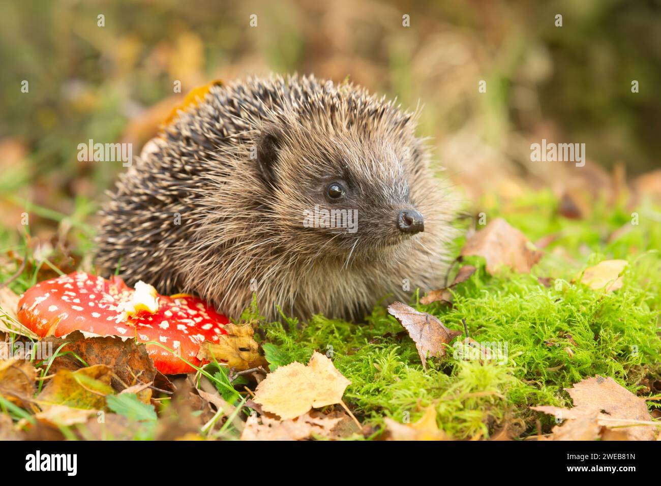 Hedgehog, Scientific name: Erinaceus Europaeus. Close up of a wild ...