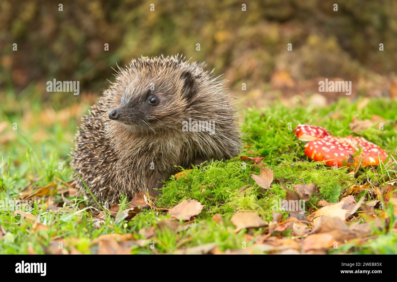 Hedgehog, Scientific name: Erinaceus Europaeus. Close up of a wild ...