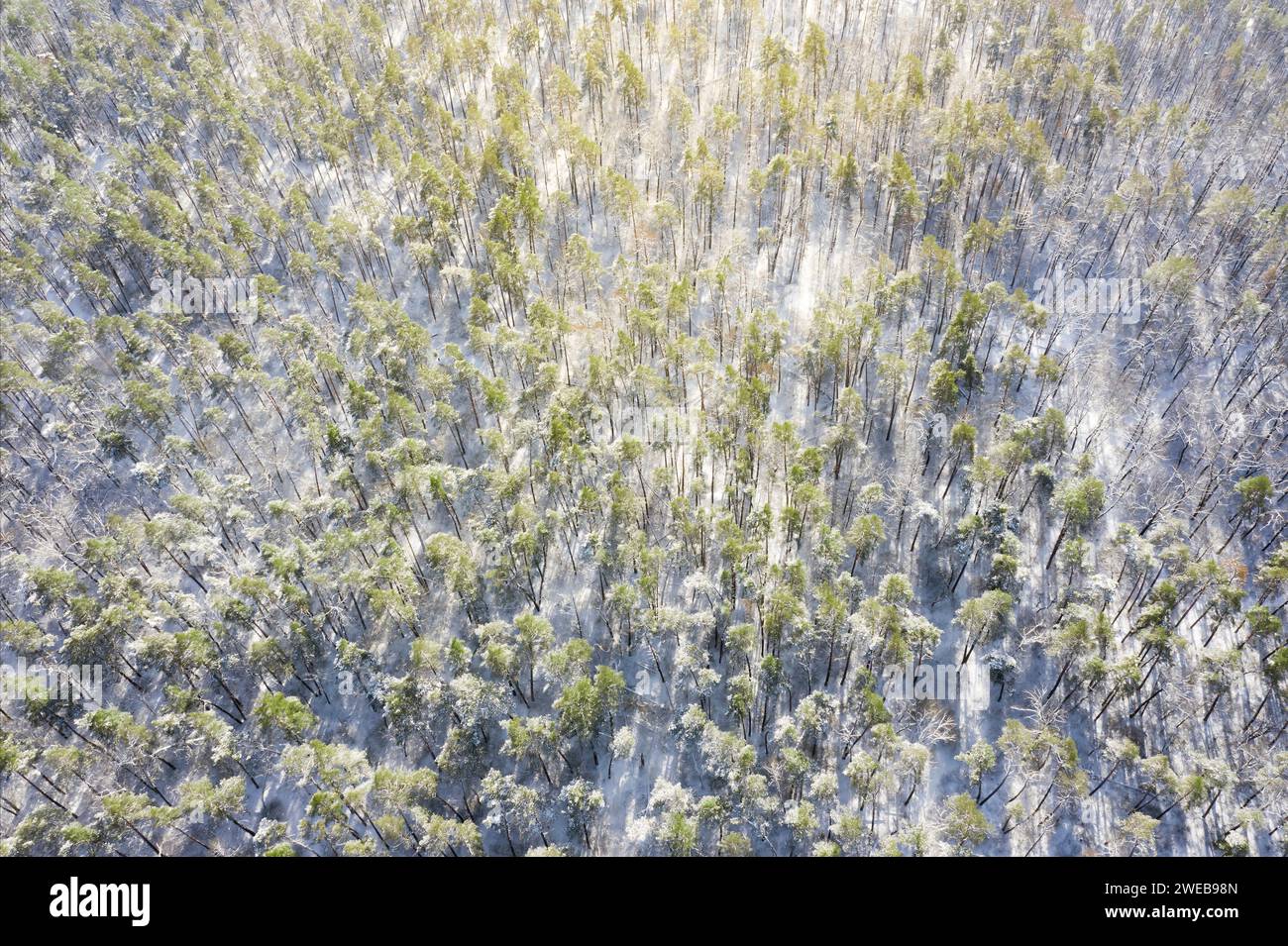 Aerial view of winter forest. Sun illuminates the treetops. Winter ...