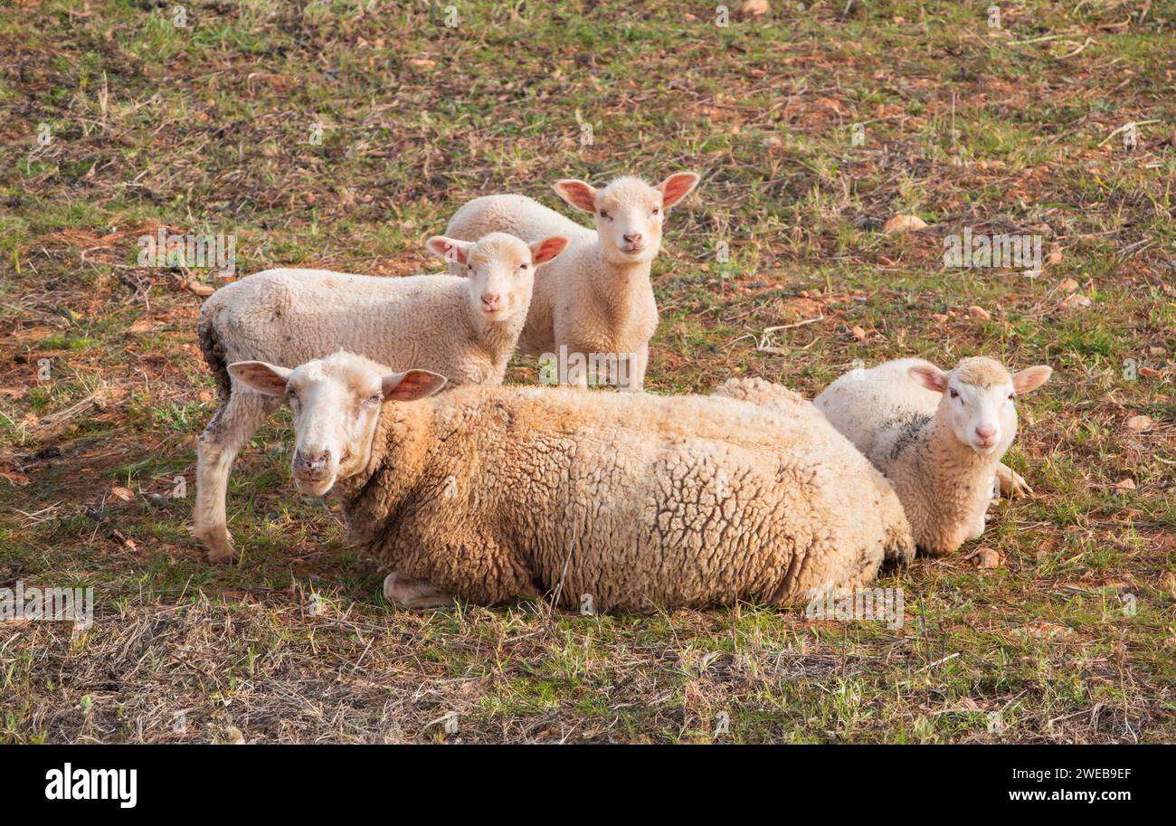 Basked in the warm glow of the afternoon sun, a group of sheep ...