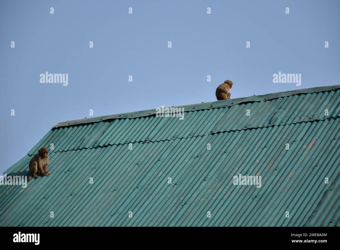 Monkey on a roof top hi-res stock photography and images - Alamy