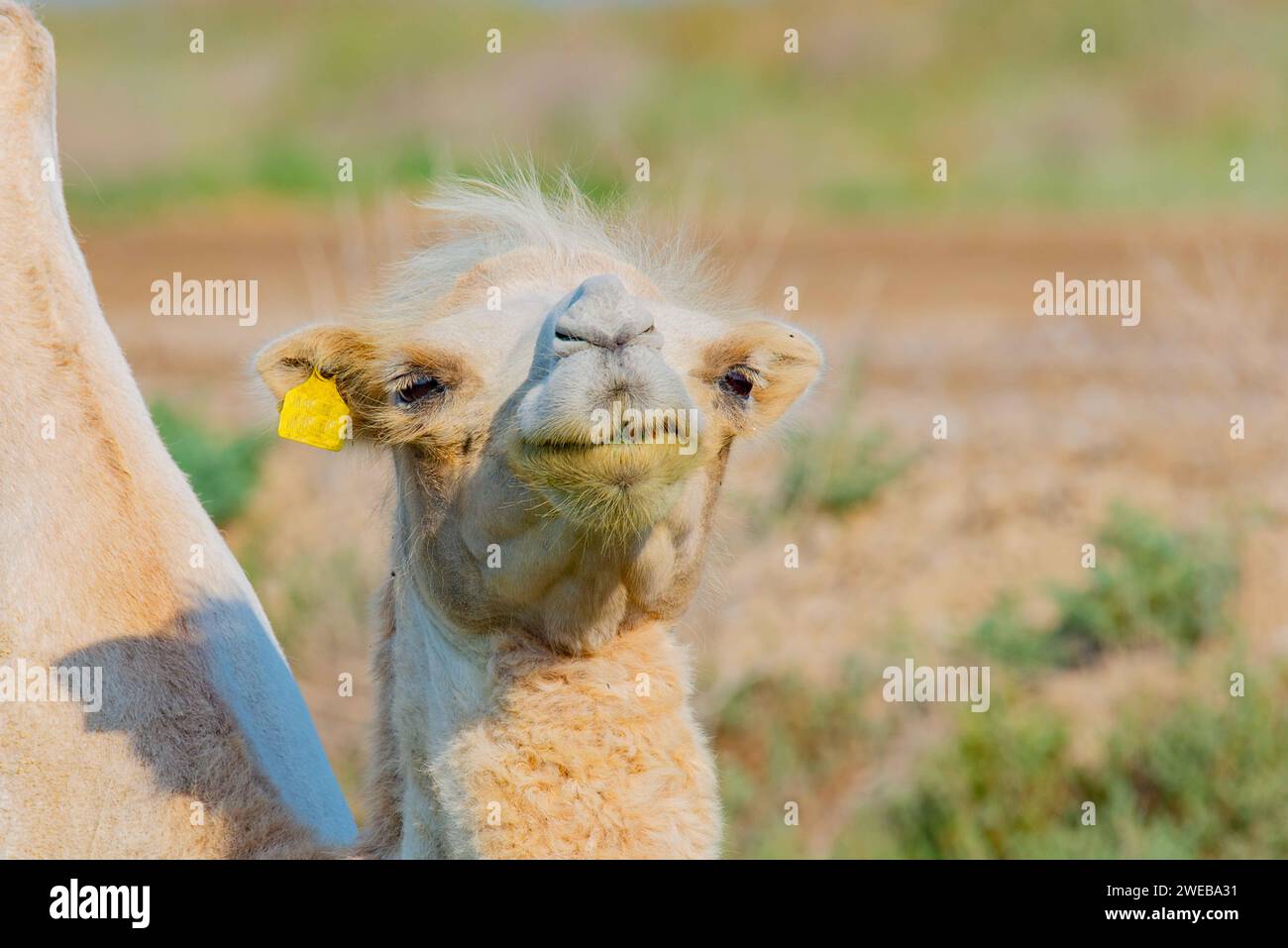 Beautiful camel muzzle close-up in the steppes of kazakhstan Stock ...