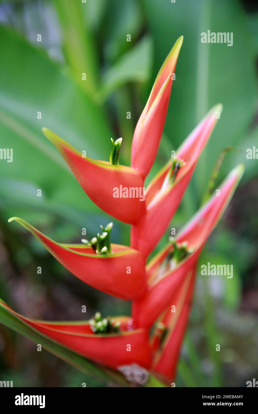 Heliconia collinsiana, Singapore National Orchid Gardens Stock Photo ...