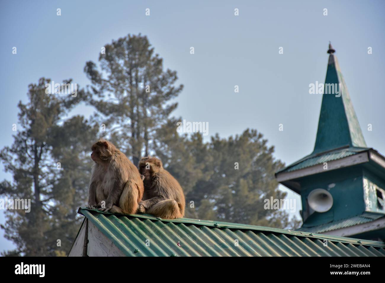 Monkeys roof india hi-res stock photography and images - Alamy