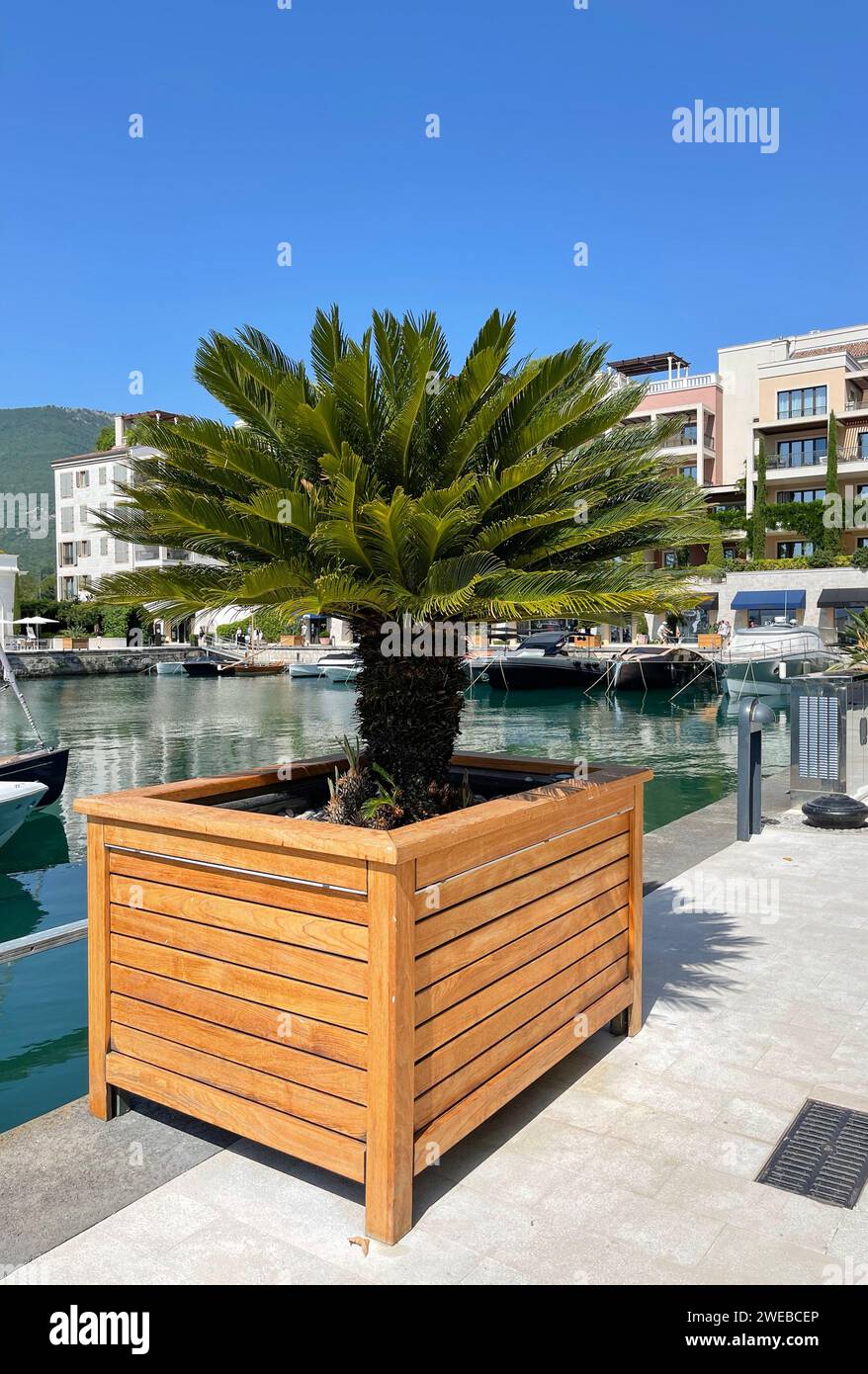 Cycas palm tree in a large wooden planter Stock Photo - Alamy