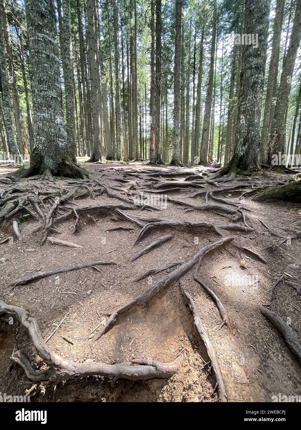 Tree roots on the ground surface in the forest Stock Photo - Alamy
