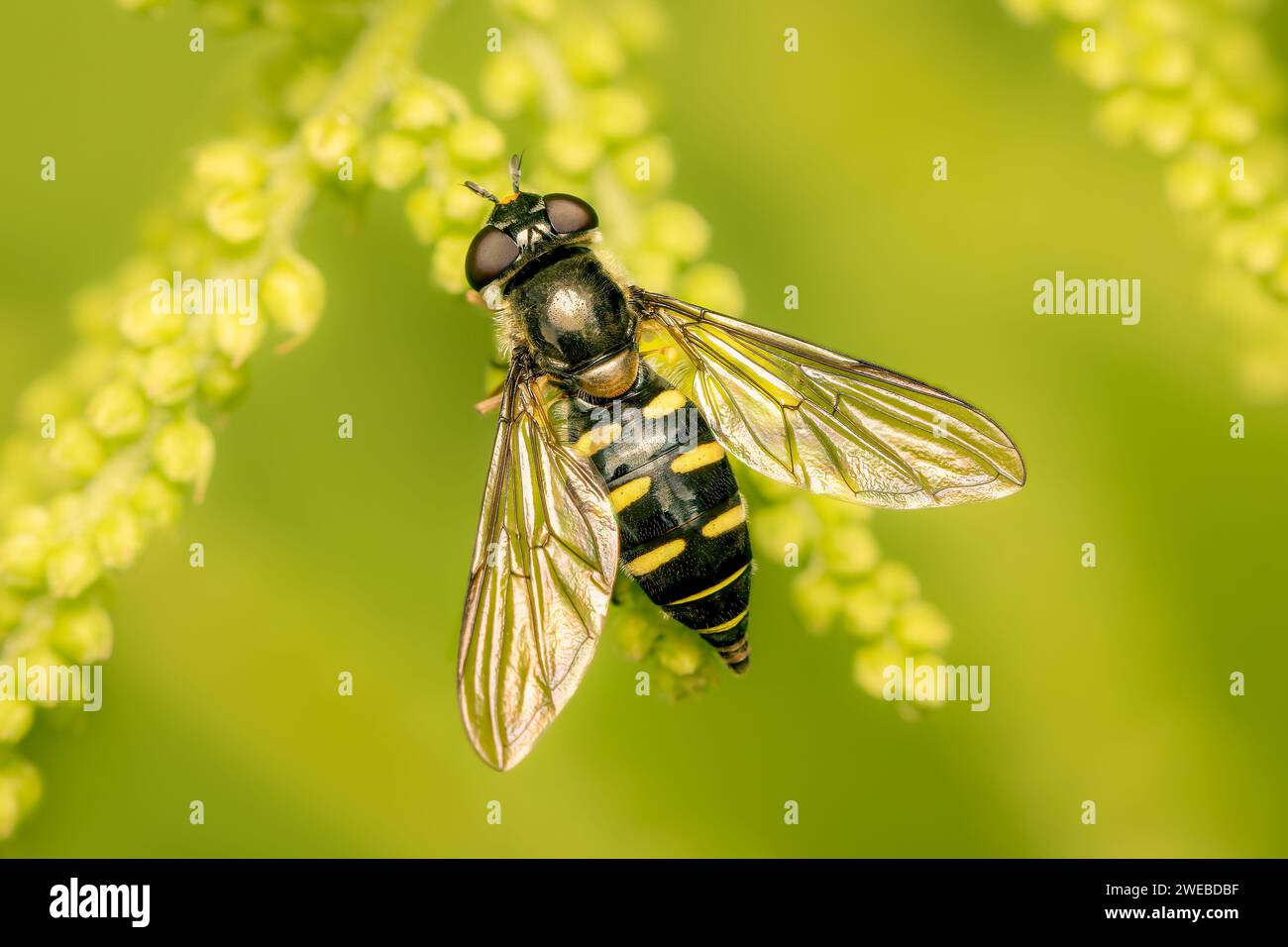 Top view on a small hoverfly on flowers with blurred background and ...