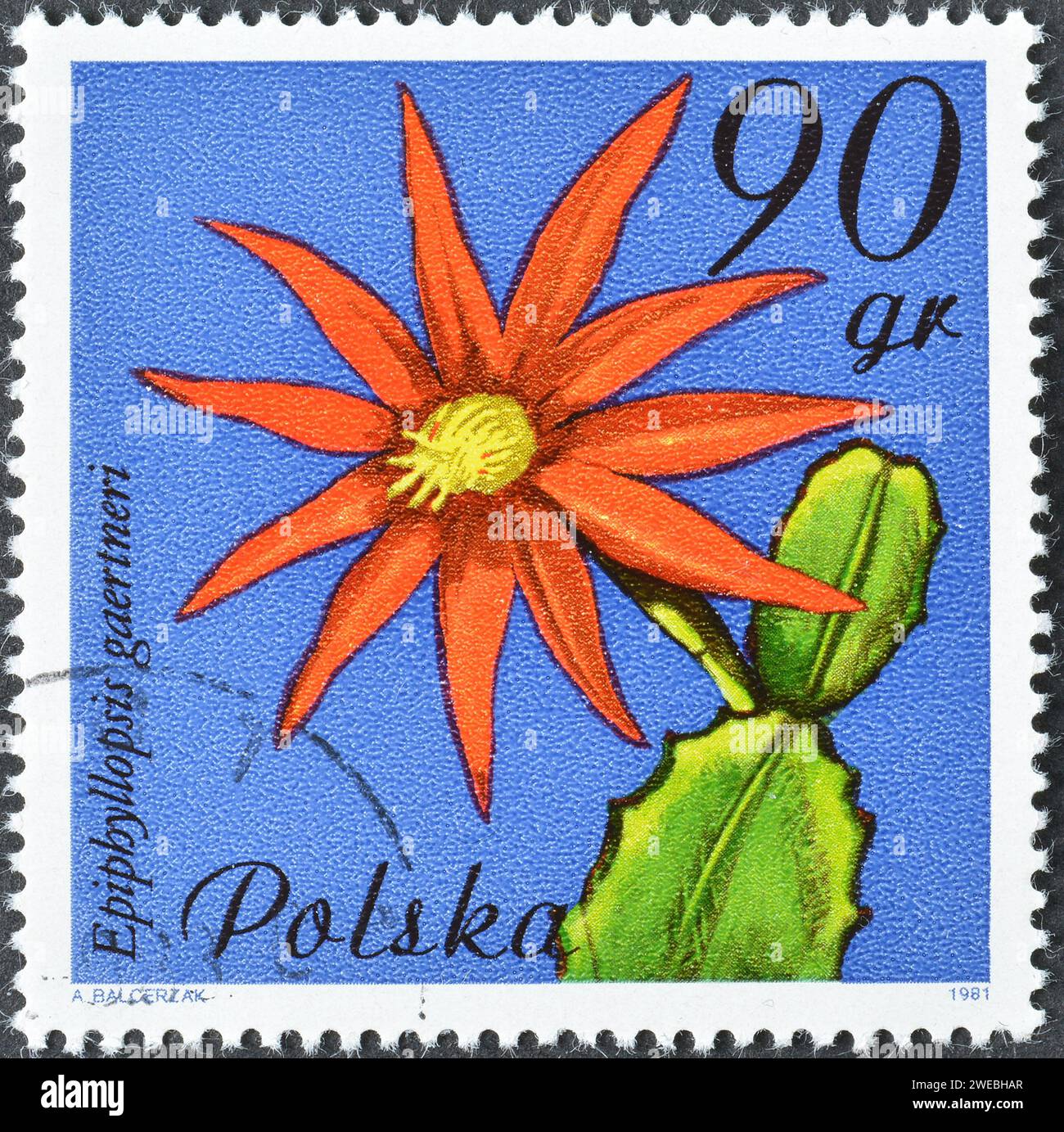 Cancelled postage stamp printed by Poland, that shows Easter cactus Epiphyllopsis gaertneri ...