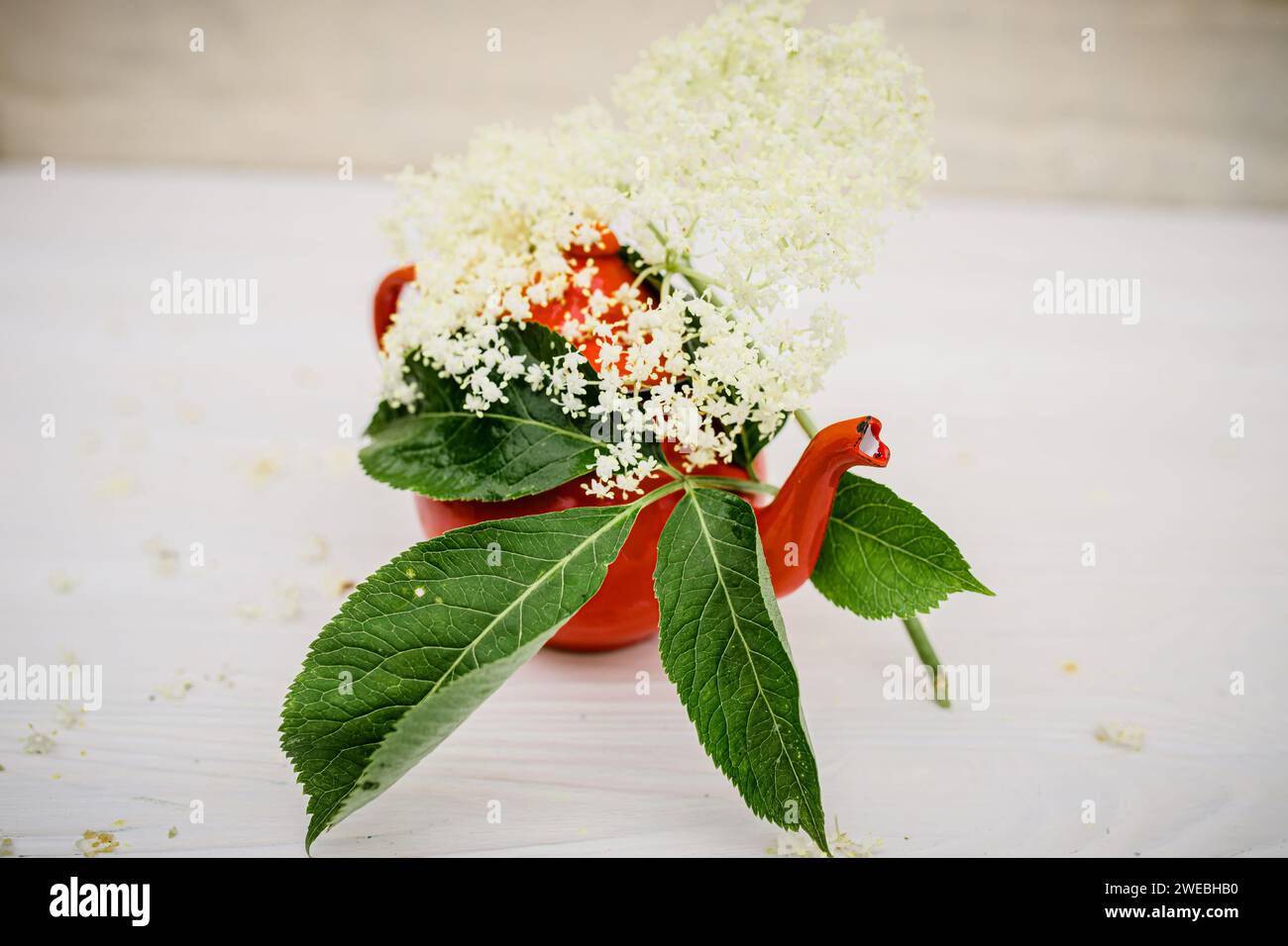 Bright red teapot for brewing elderberry tea in nature. Herbal homemade ...