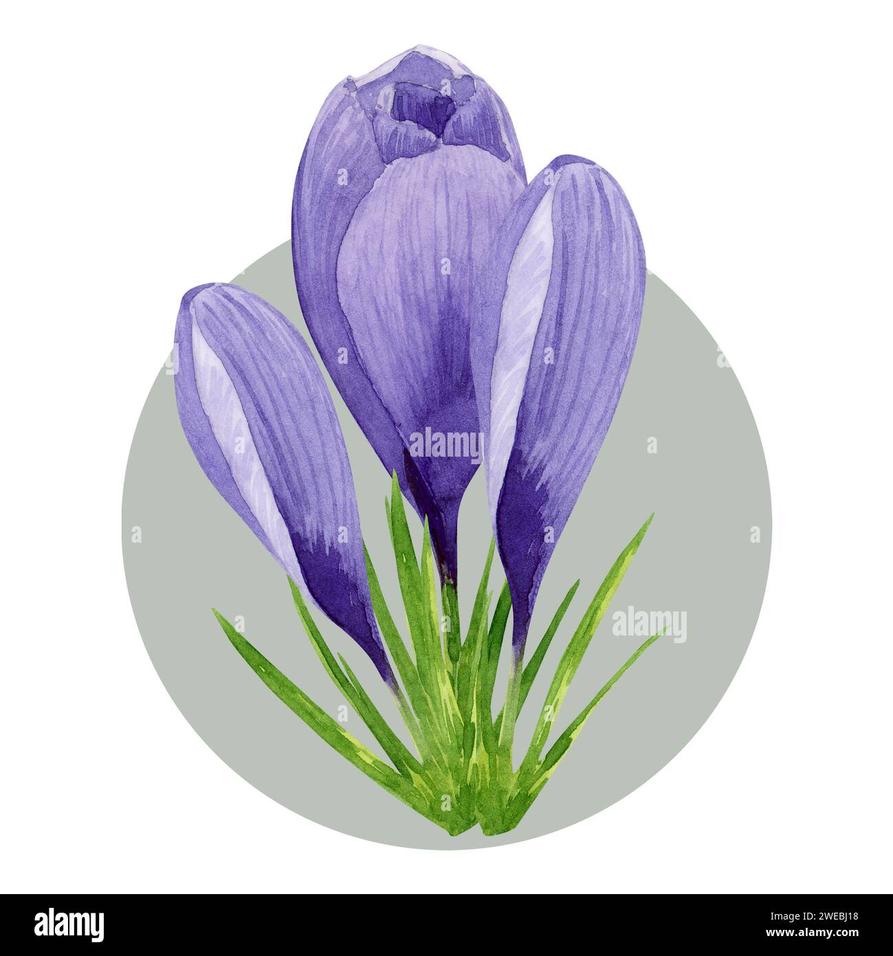 Purple crocuses composition, spring flowers. Hand painted watercolor ...