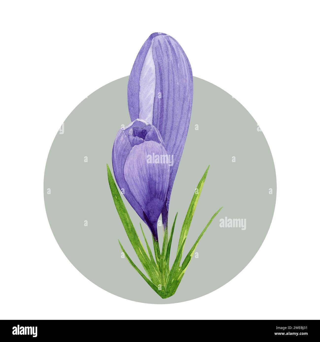Purple crocuses composition, spring flowers. Hand painted watercolor ...