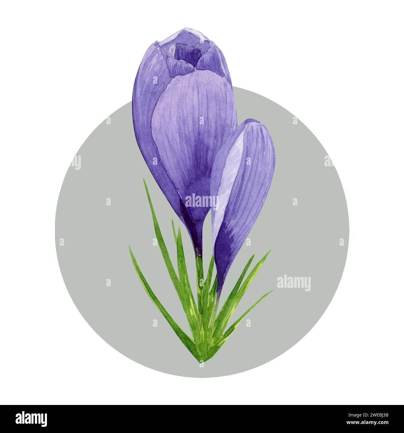 Purple crocuses composition, spring flowers. Hand painted watercolor ...