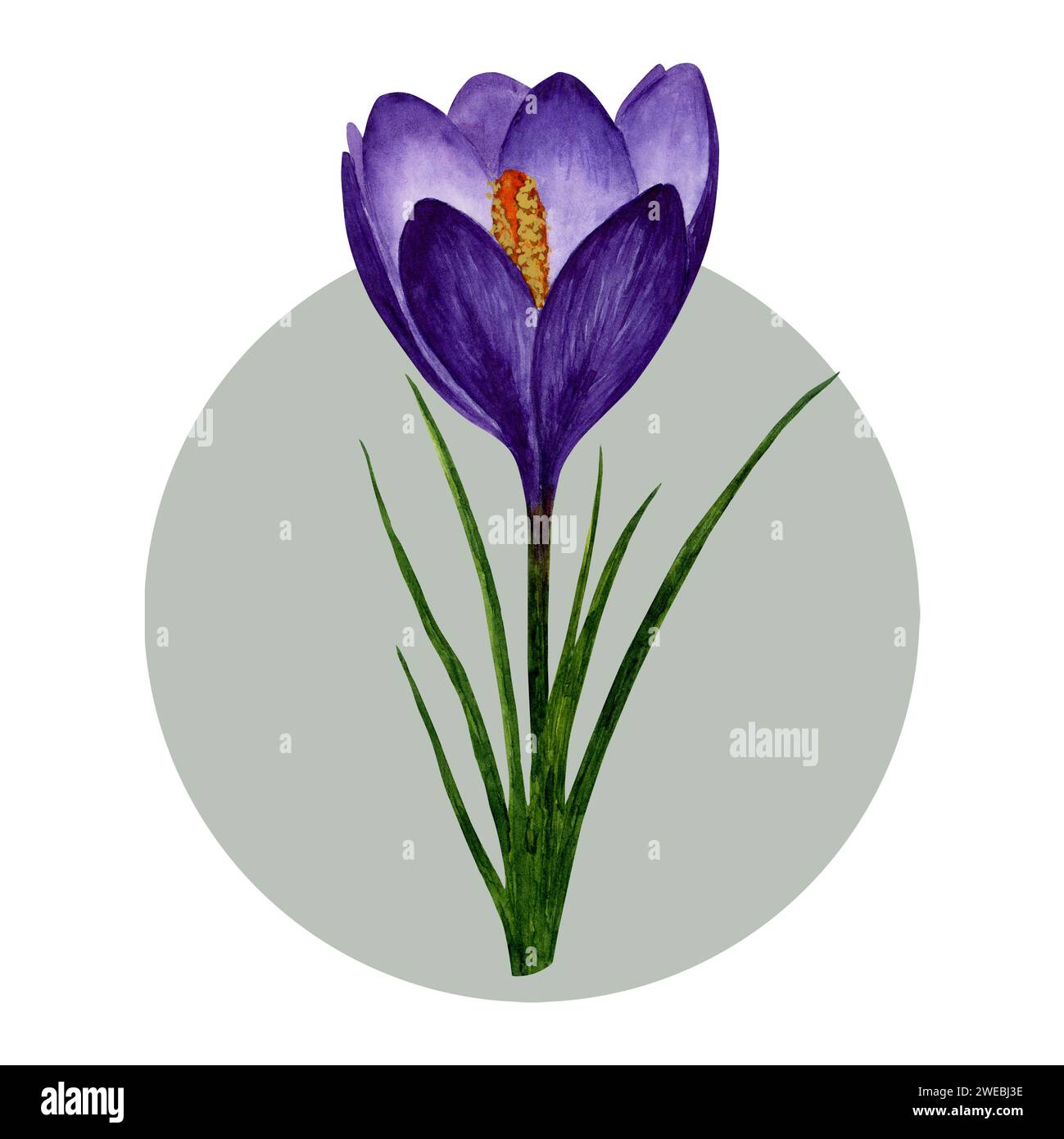 Purple crocuses composition, spring flowers. Hand painted watercolor ...