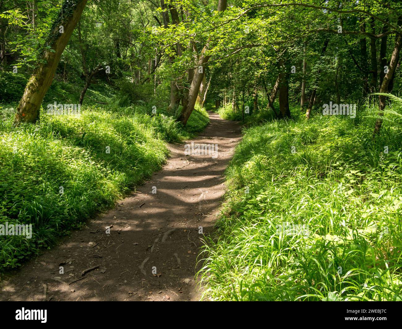 Pretty woodland footpath through trees with dappled sunlight and shade ...