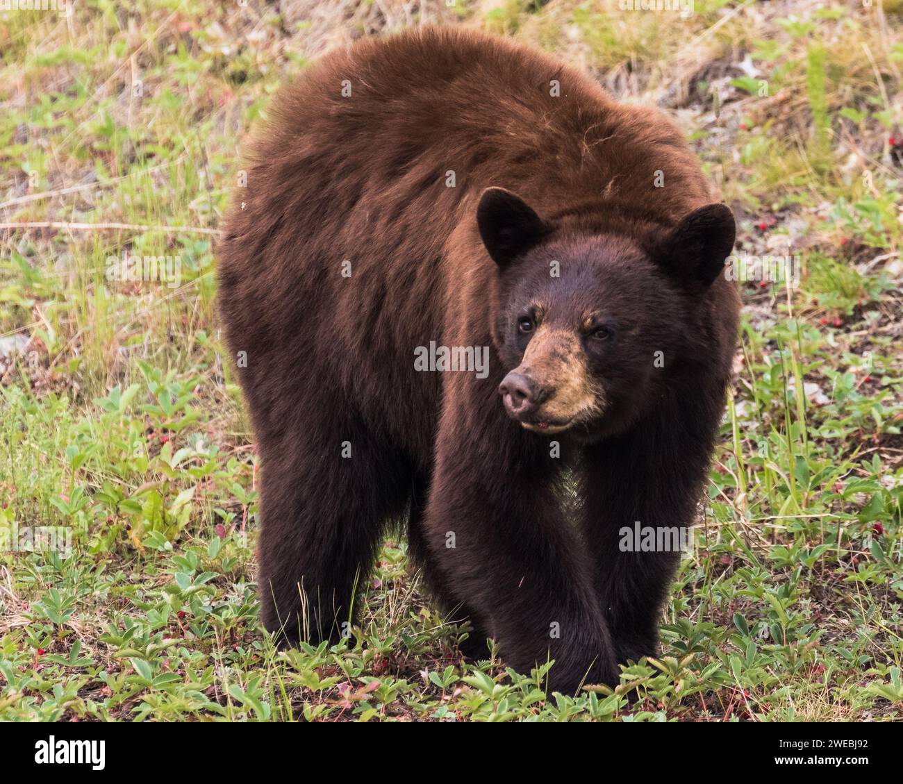 Black Bear in Canada Stock Photo - Alamy