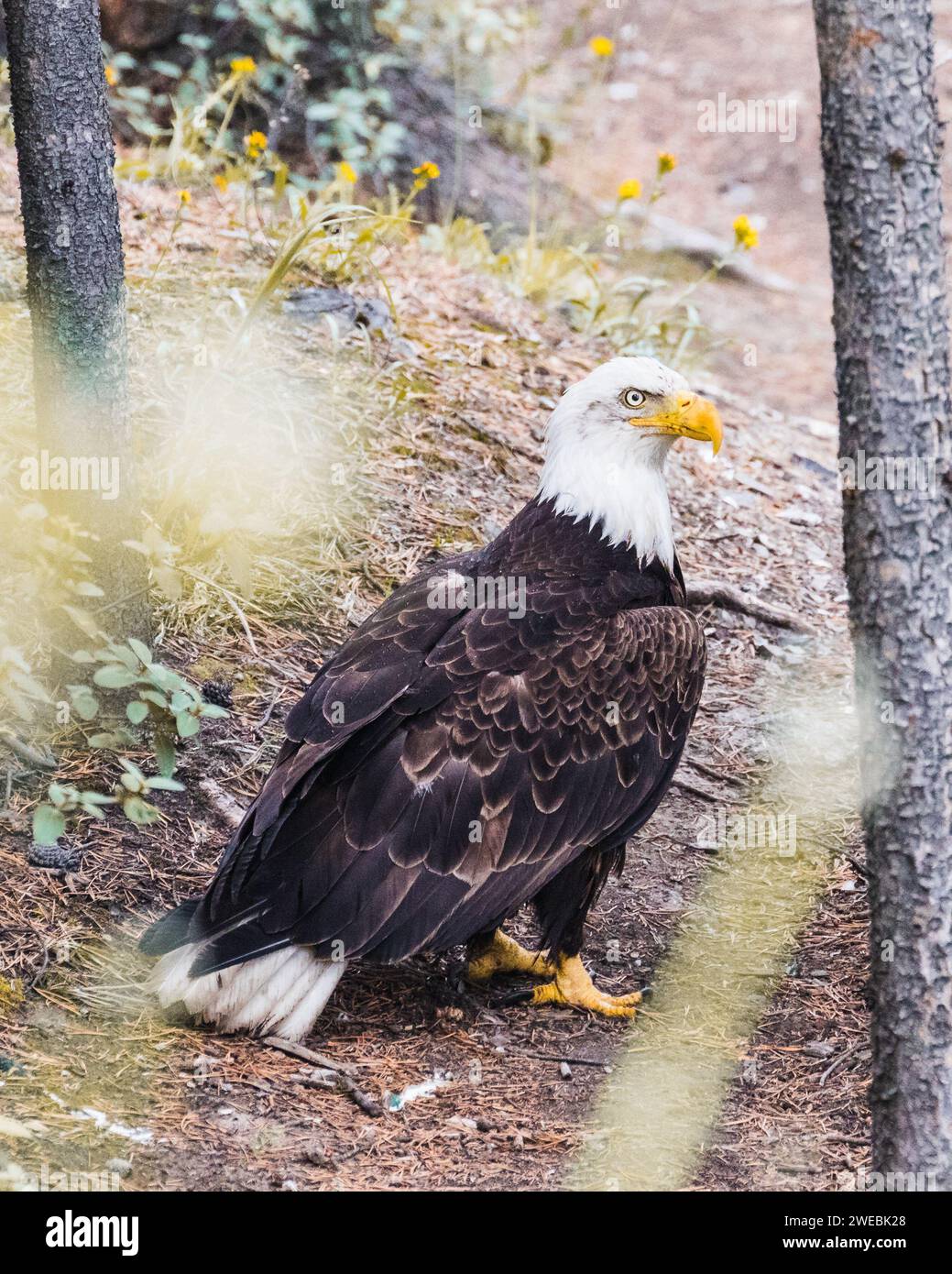 Canadian eagle hi-res stock photography and images - Alamy