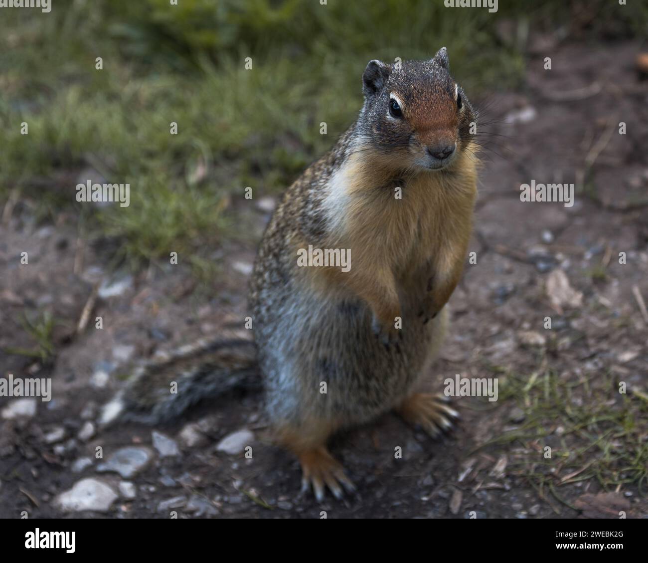 Ground Squirrels at Lake Louise Stock Photo - Alamy
