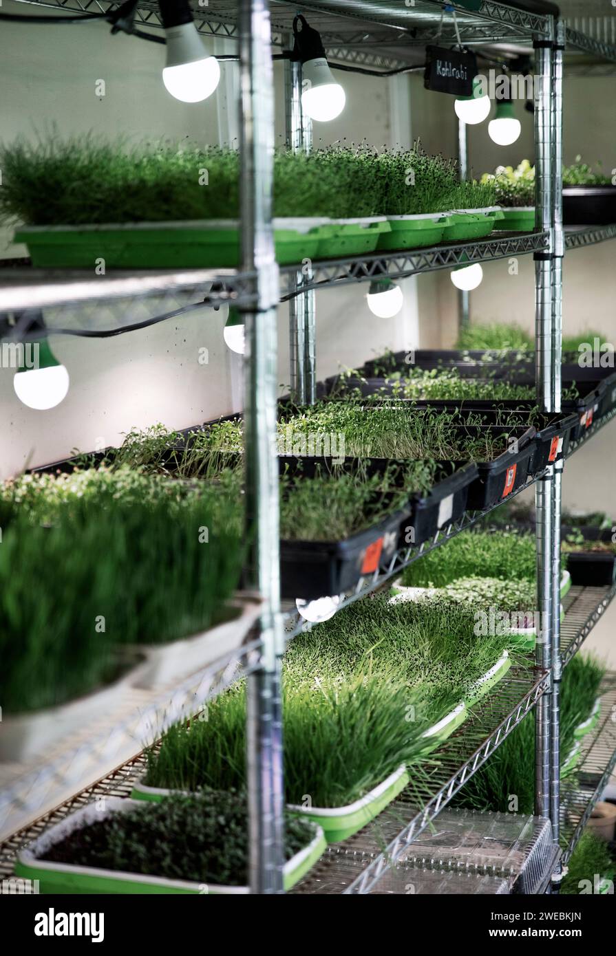 Growing vegetables containers hi-res stock photography and images - Alamy