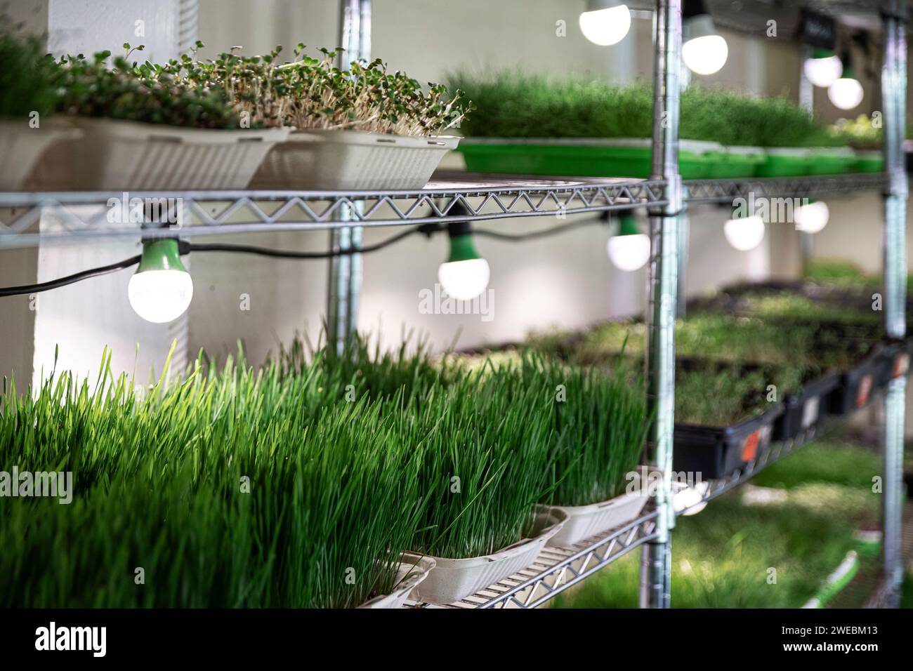 Microgreen farm hi-res stock photography and images - Alamy