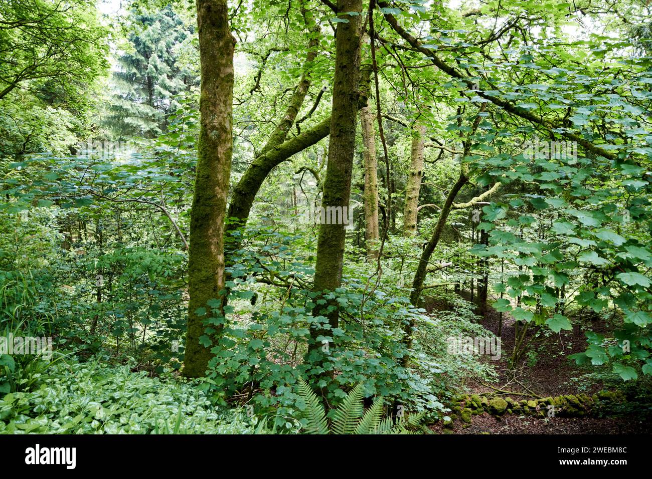 deciduous native woodland in the lake district near ambleside england ...