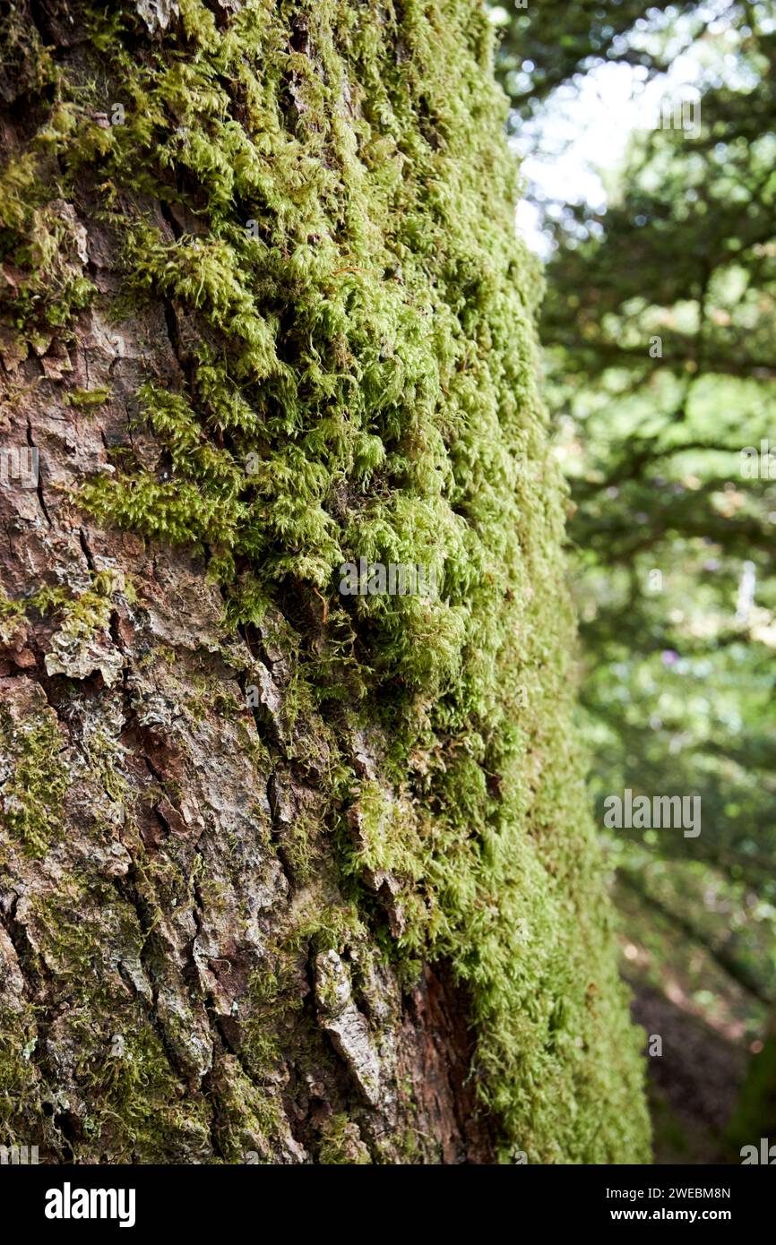 thick moss growing up the north side of the trunk of a tree in woodland ...