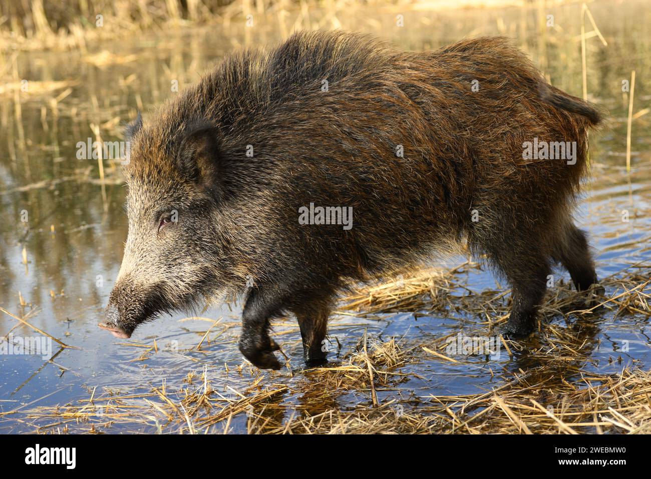 Wild boars roaming in a wetland inside coastal nature reserve of Torre ...